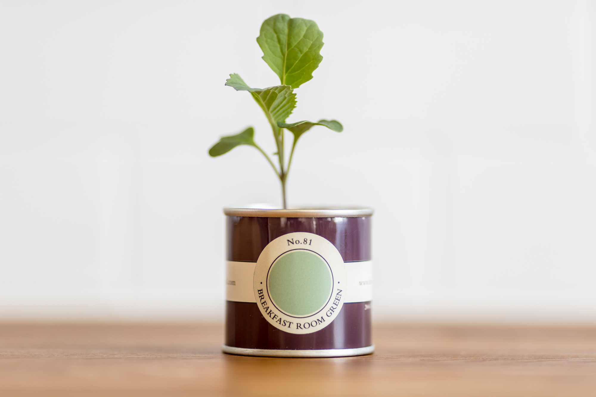 Sustainable Paint - Noble